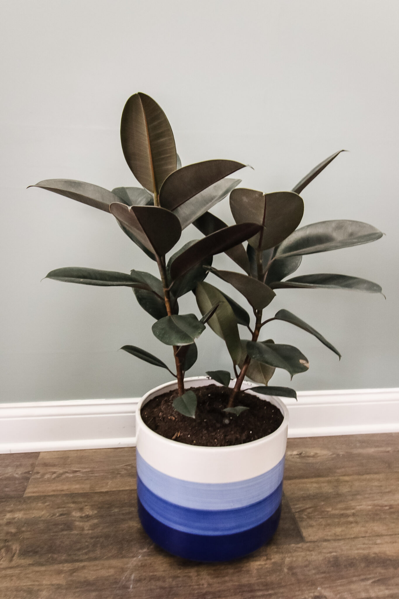 Ficus burgundy rubber plant care guide - keep your plants alive