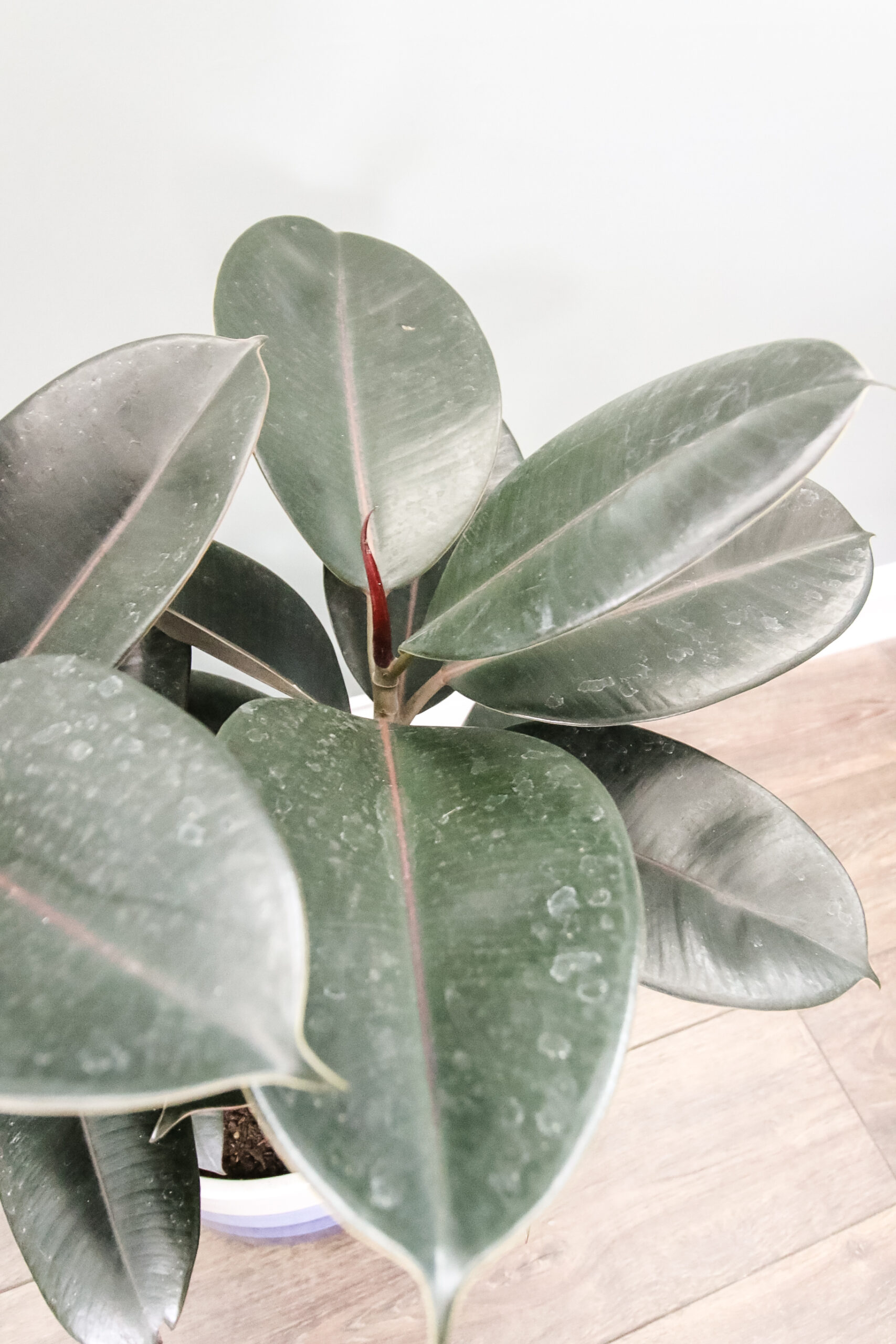 Ficus burgundy rubber plant care guide - keep your plants alive