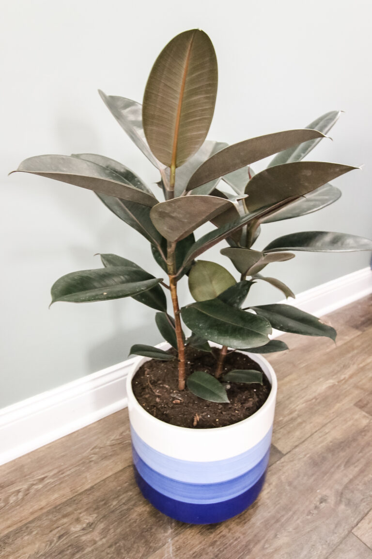 Ficus burgundy rubber plant care guide - keep your plants alive
