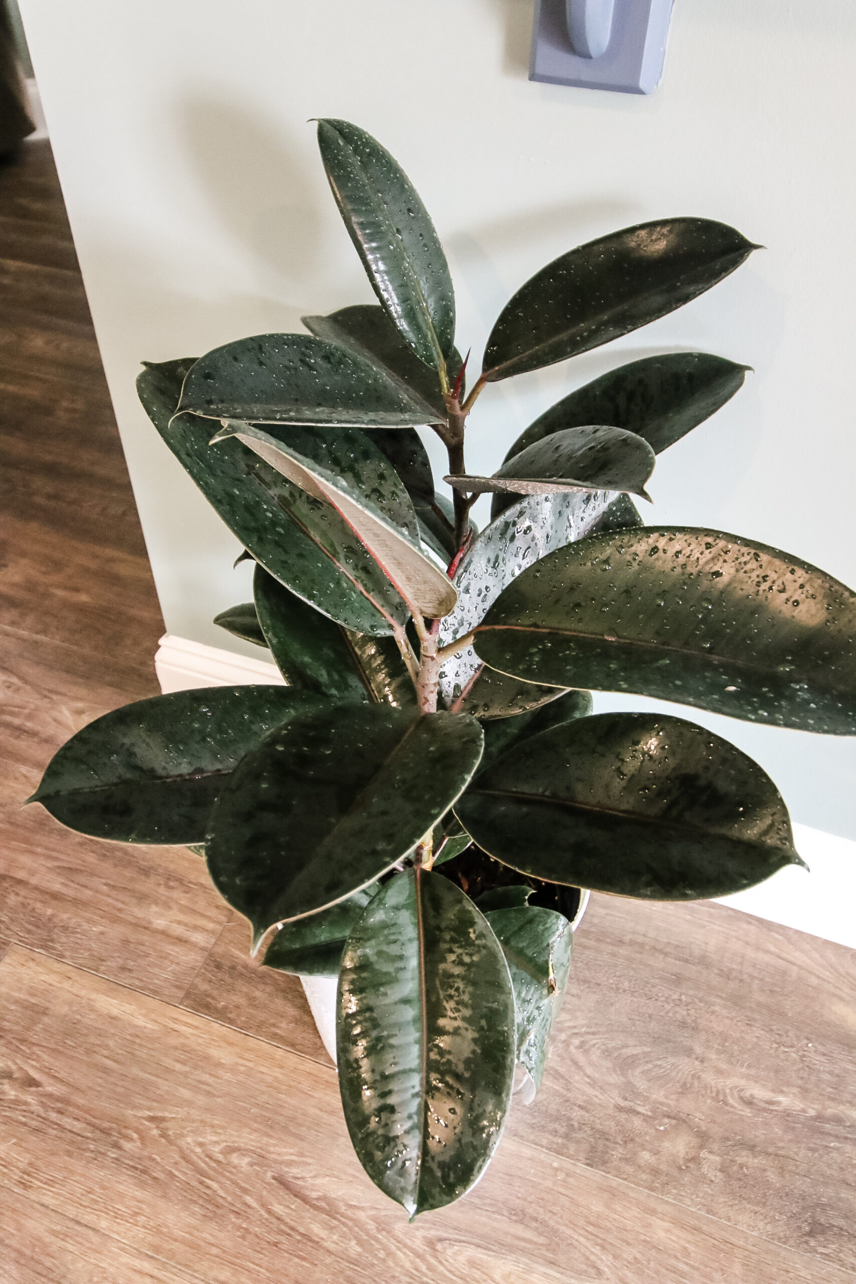Ficus burgundy rubber plant care guide - keep your plants alive