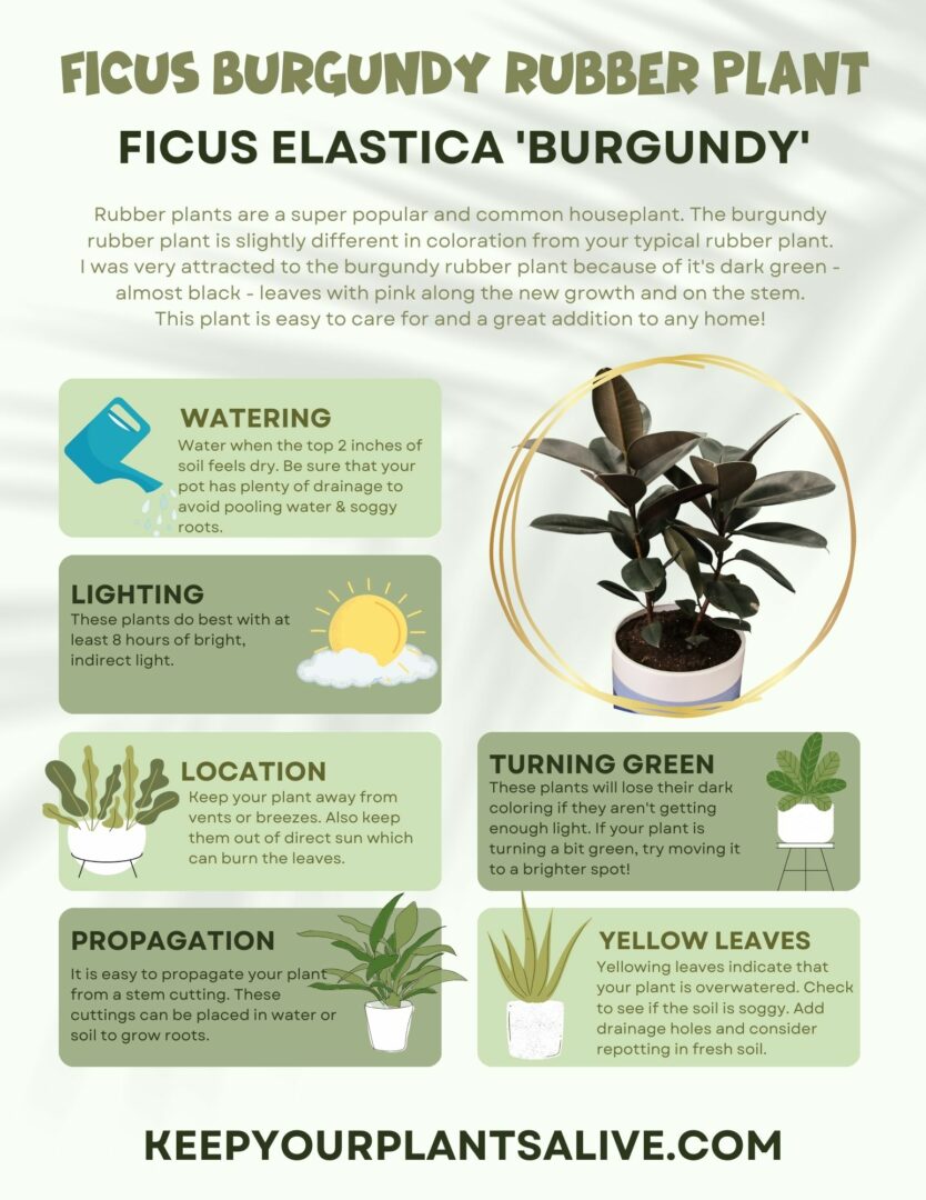 Printable Plant Care Guides - keep your plants alive