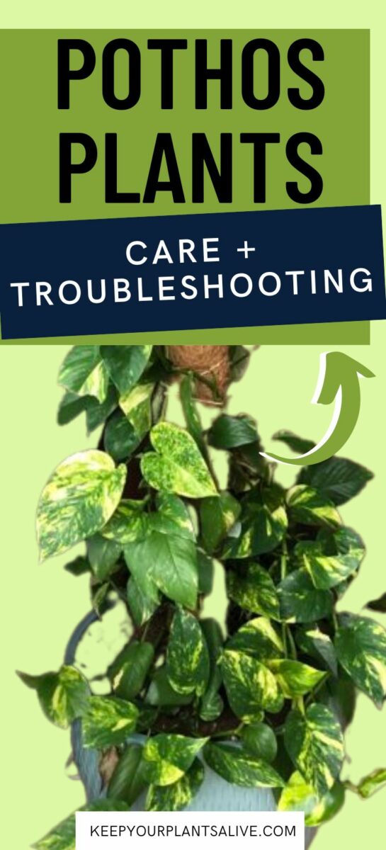 Pothos plant care: everything you need to know - keep your plants alive