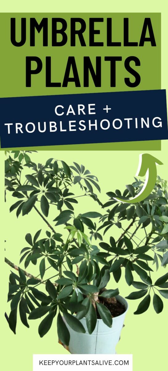 Umbrella Plants: everything you need to know - keep your plants alive