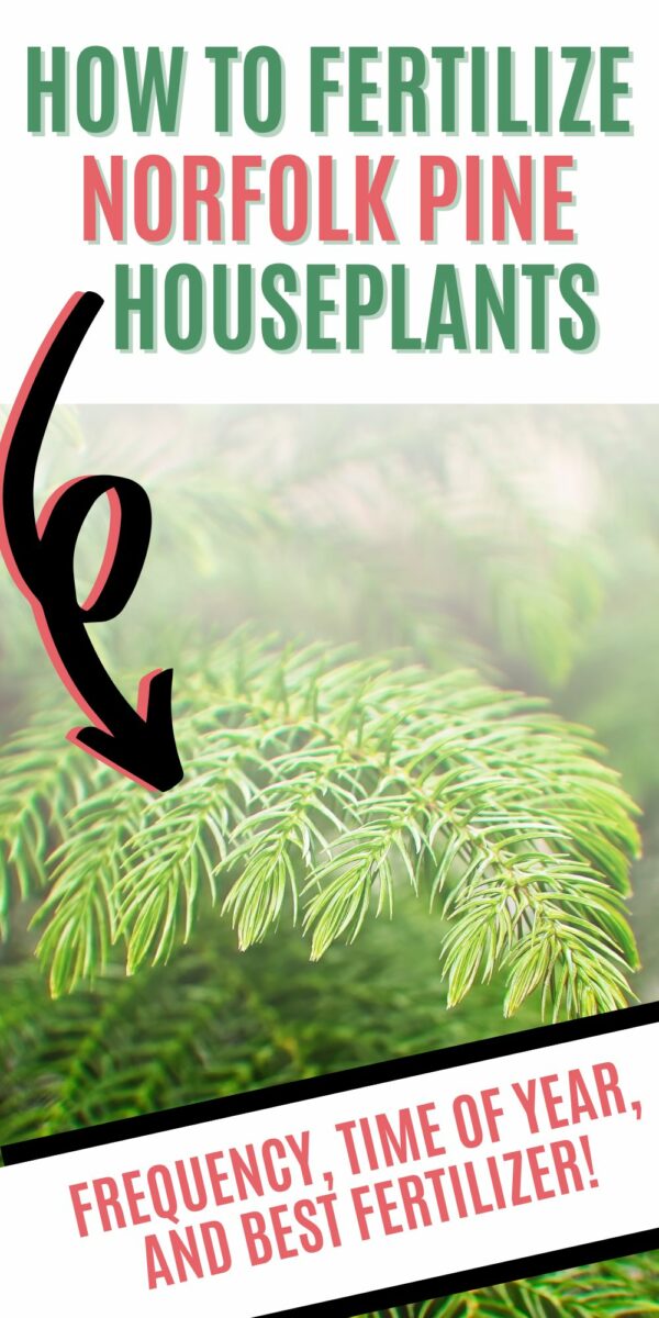 How to fertilize a Norfolk Pine - keep your plants alive