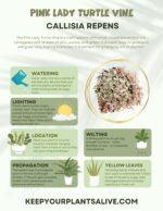 Callisia repens Pink Lady care guide (turtle vine plant!) - keep your ...