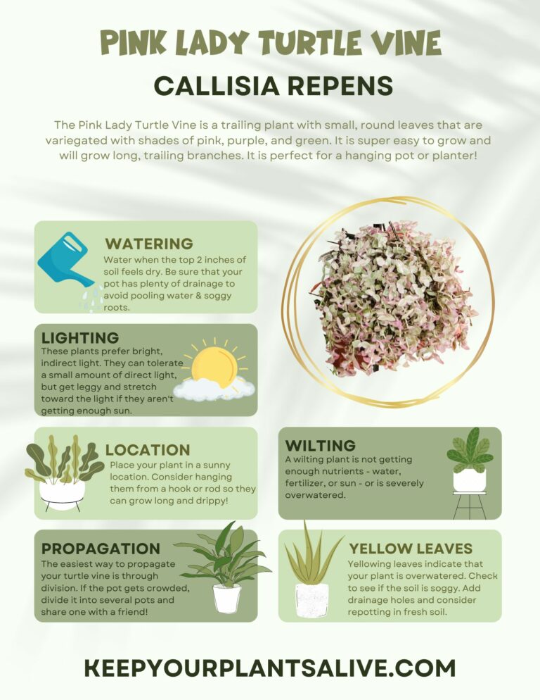 Callisia repens Pink Lady care guide (turtle vine plant!) - keep your ...