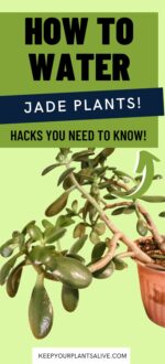How to water jade plants - keep your plants alive