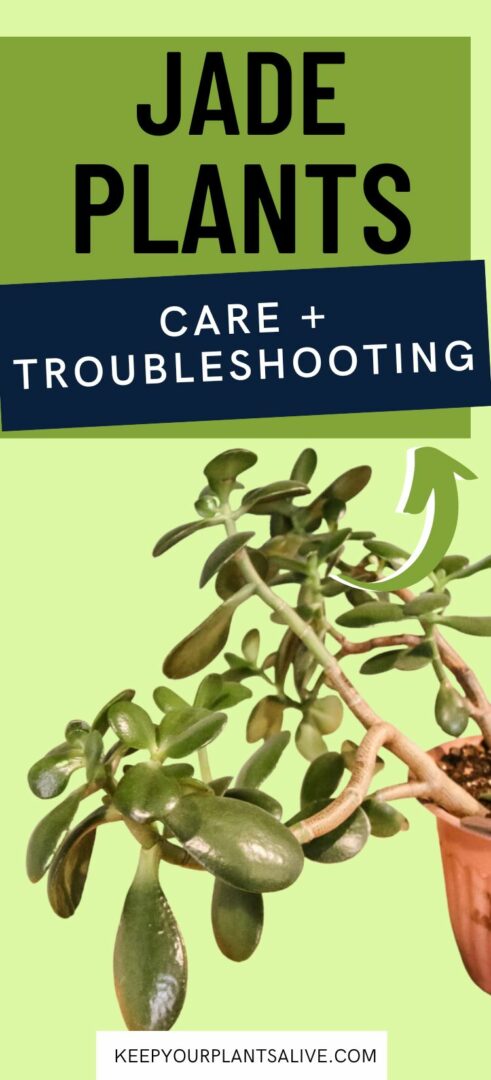 Jade plant care: everything you need to know - keep your plants alive