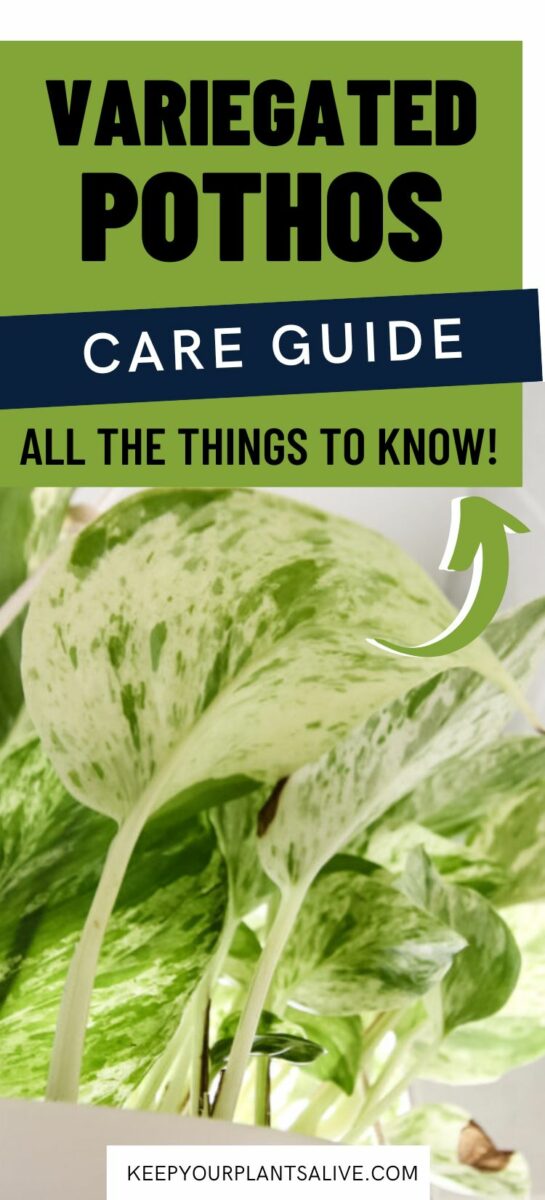 How to care for variegated pothos - keep your plants alive