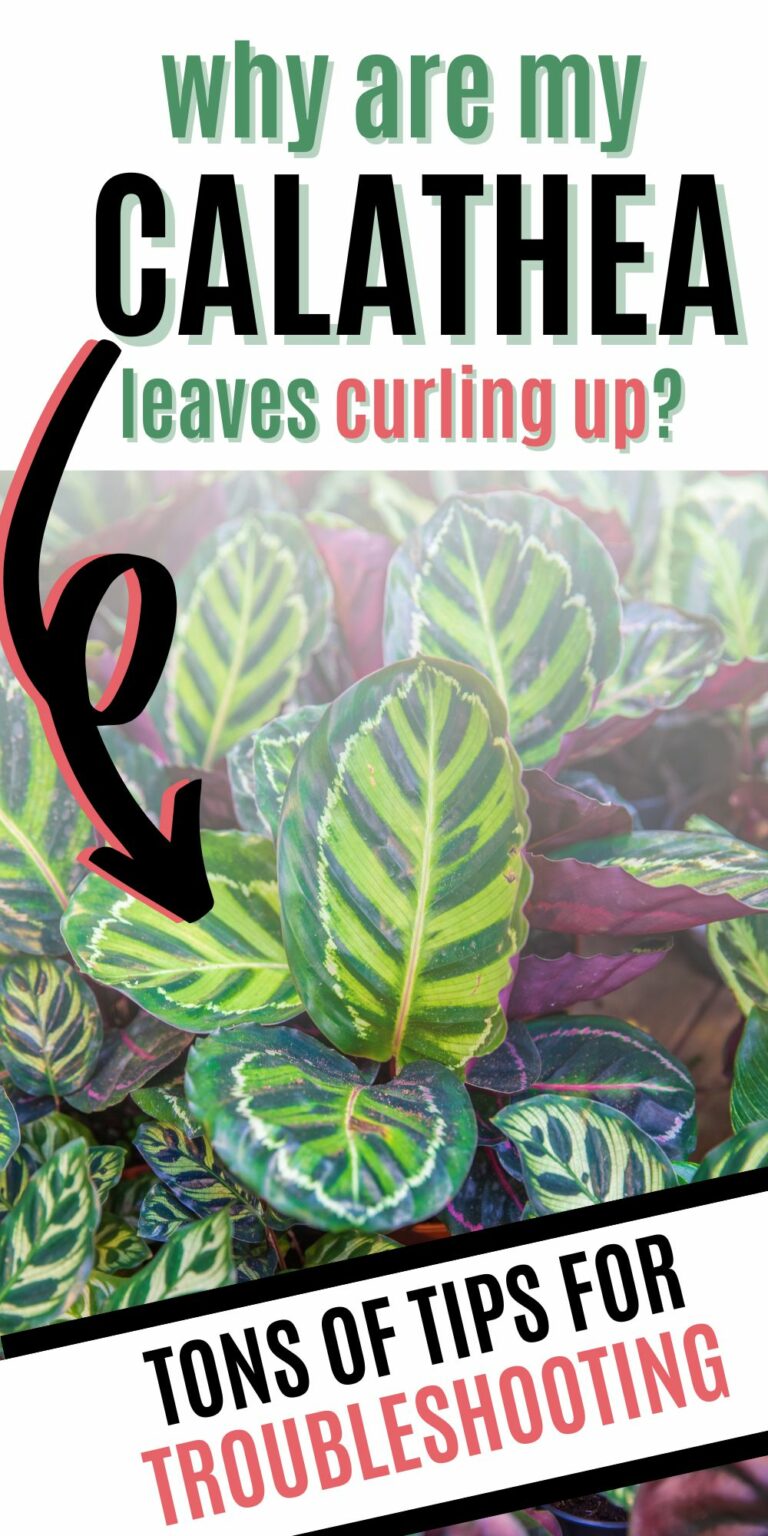 Advice Please Why Are My Plants Leaves Curling Up