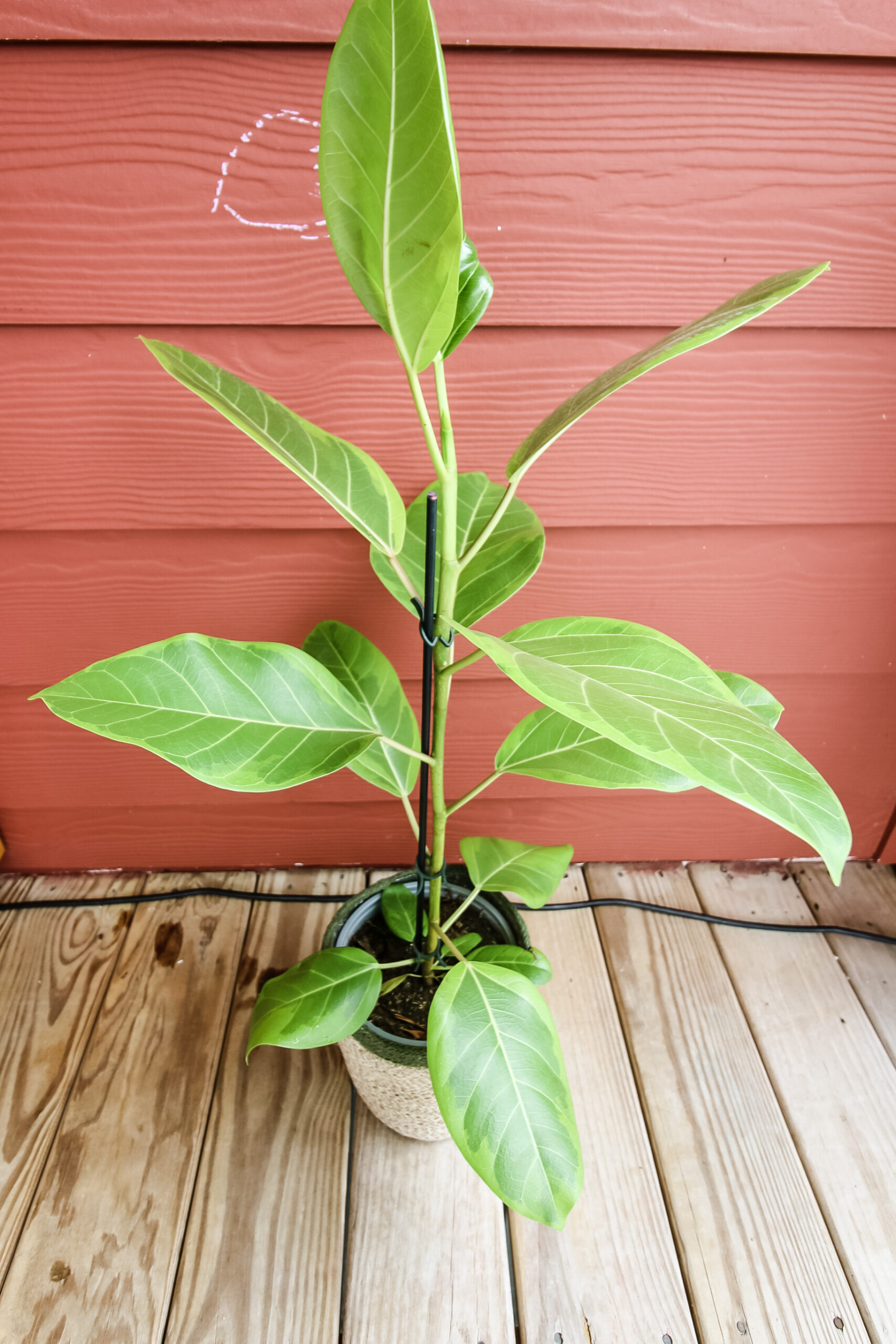 Ficus Altissima “little gem” care guide - keep your plants alive