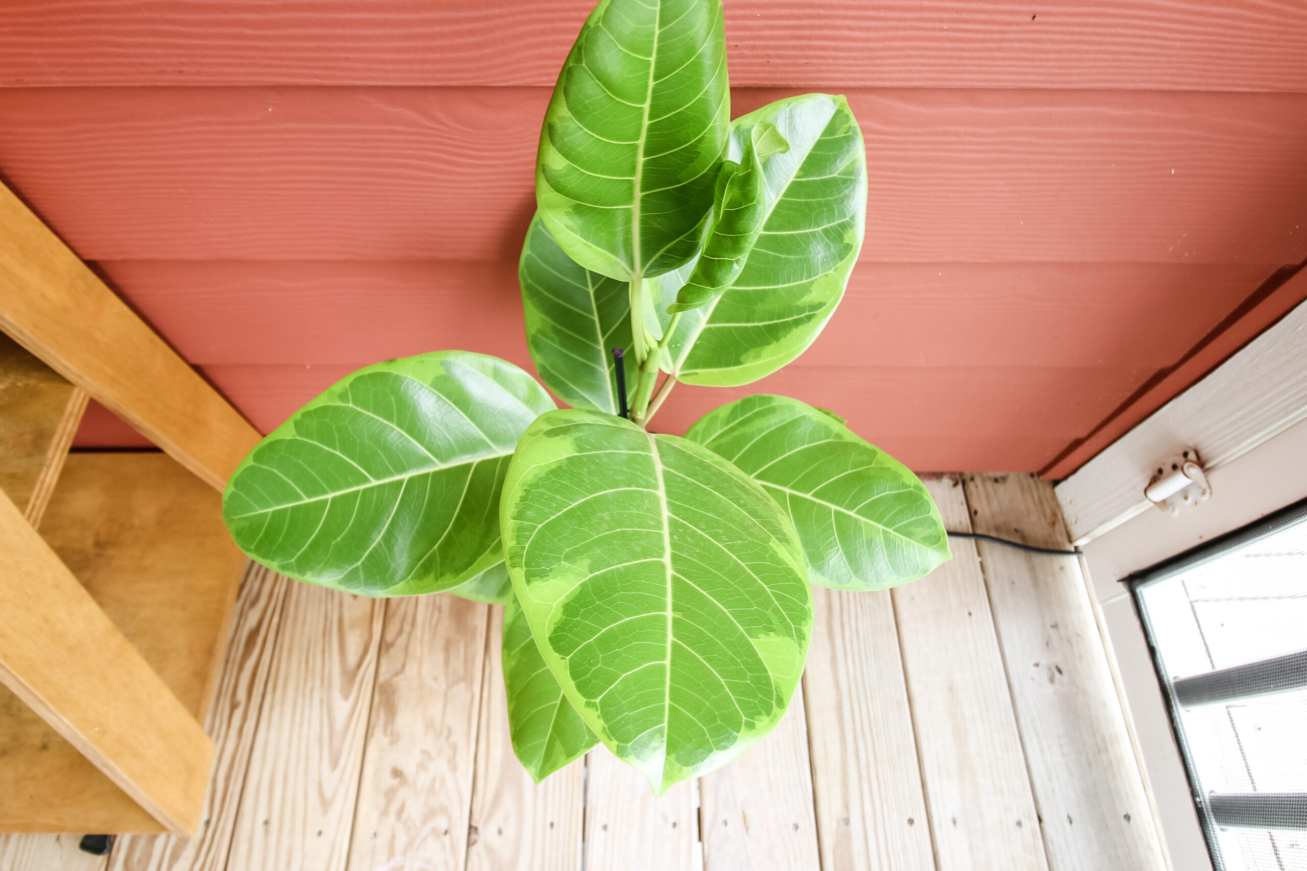 Ficus Altissima “little gem” care guide - keep your plants alive