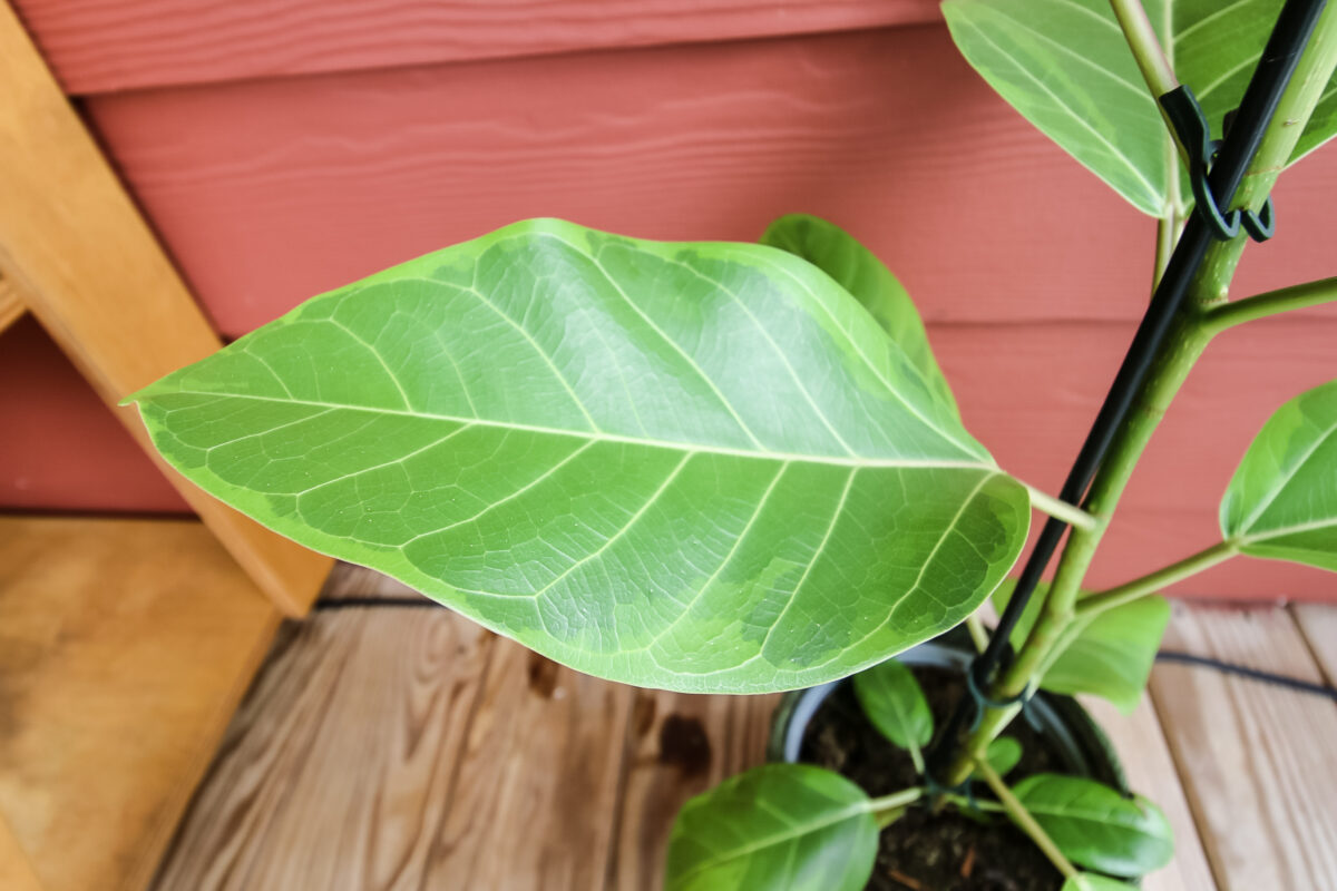 Ficus Altissima “little gem” care guide - keep your plants alive