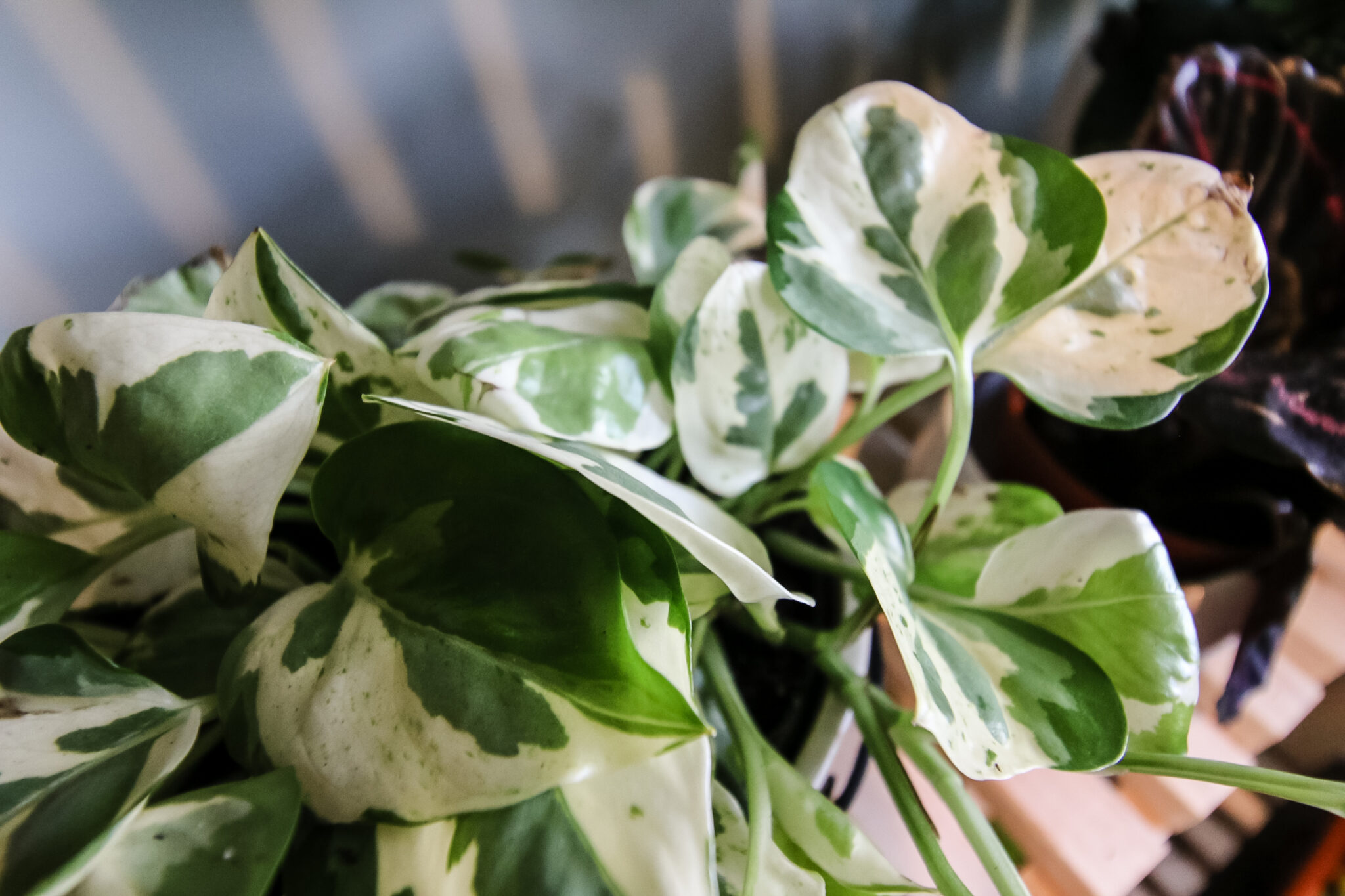 The complete NJoy Pothos Care Guide - keep your plants alive