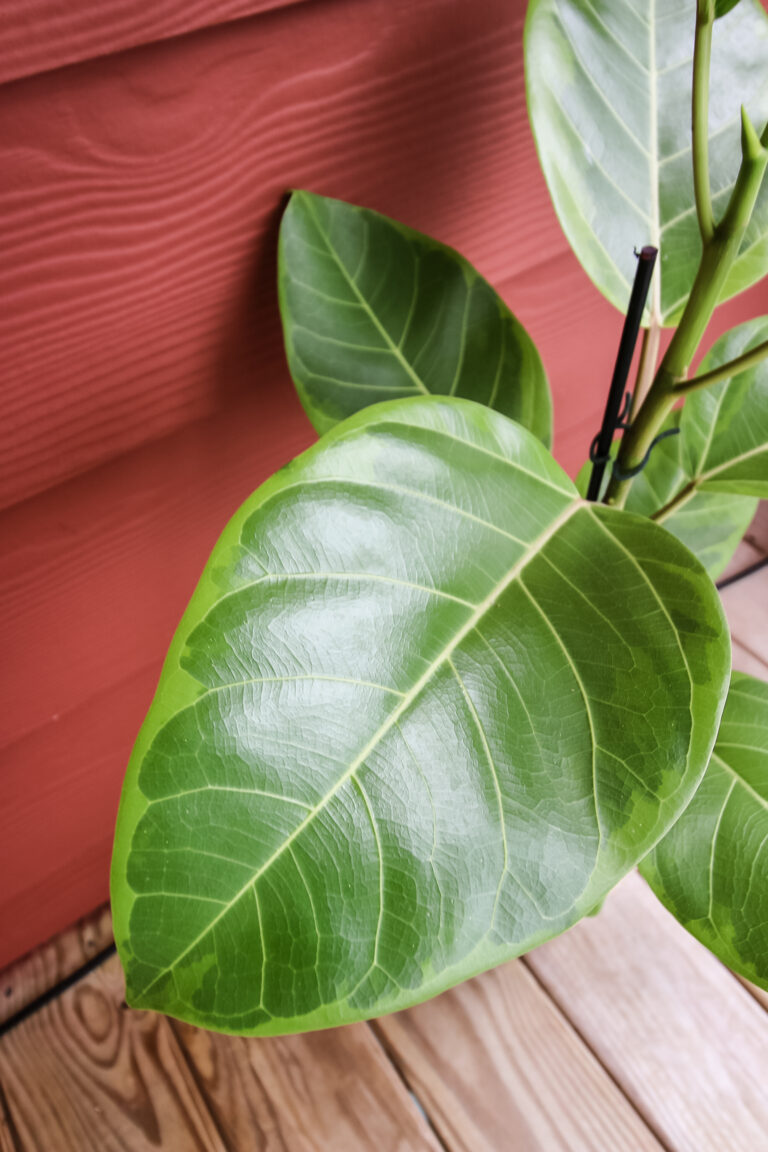 Ficus Altissima “little gem” care guide - keep your plants alive