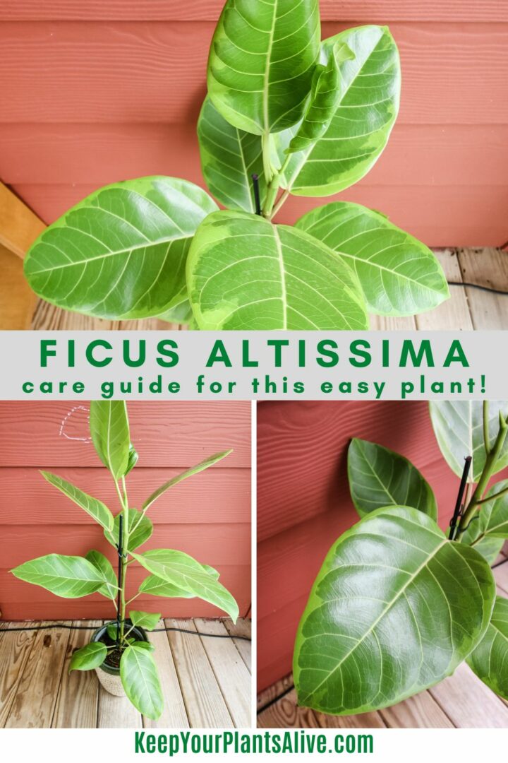 Ficus Altissima “little gem” care guide - keep your plants alive