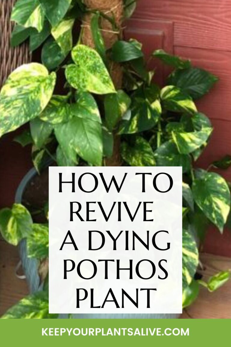 How to revive a dying Pothos plant - keep your plants alive
