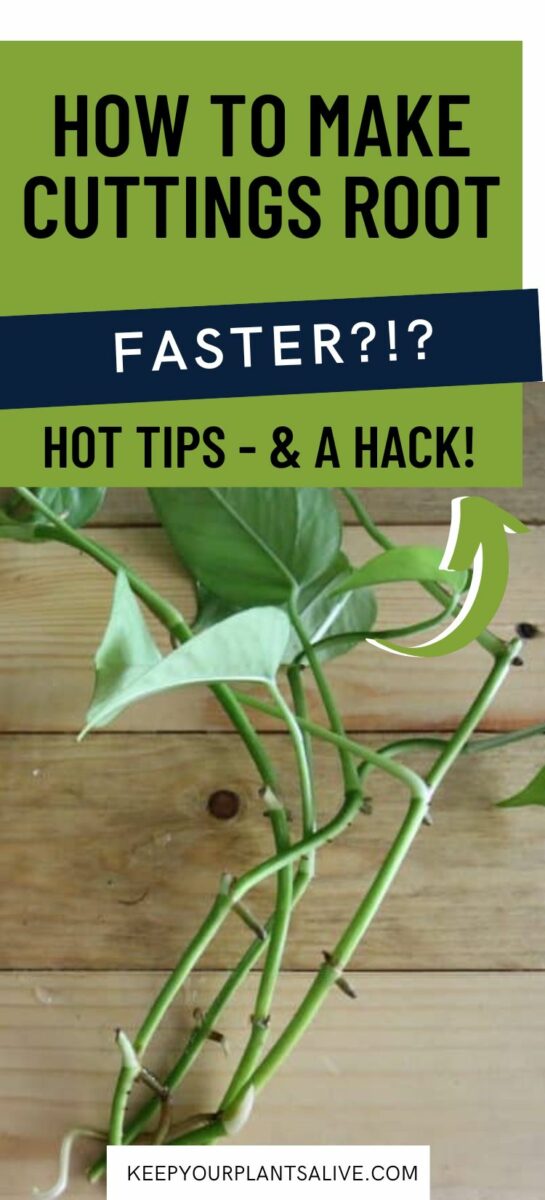 How to make cuttings root faster in water - keep your plants alive