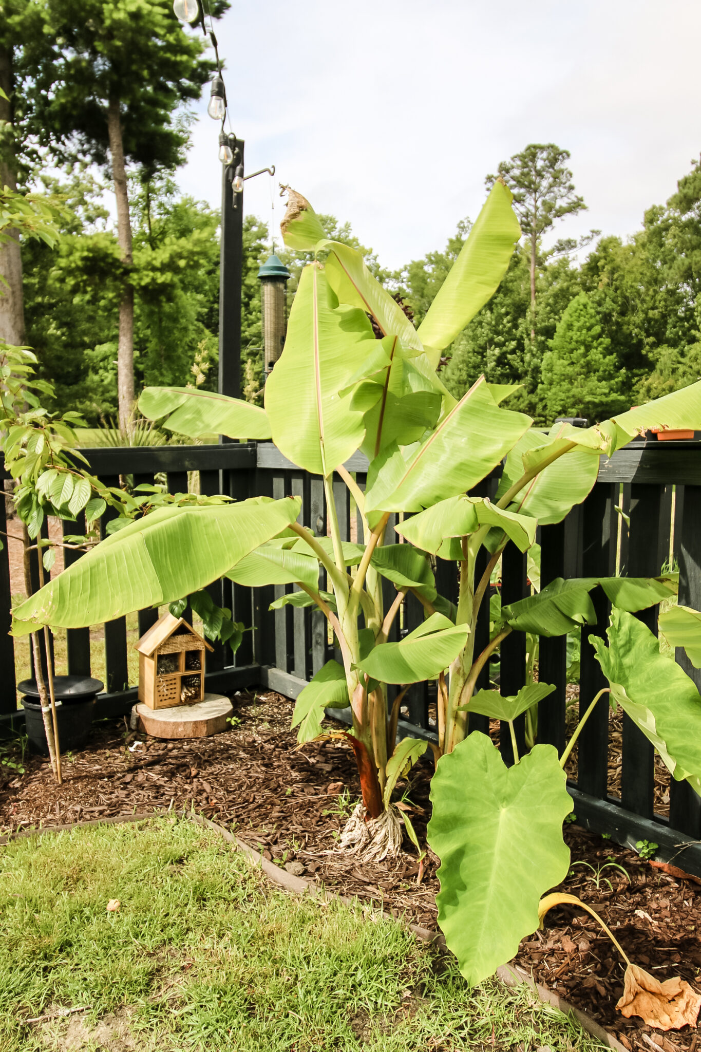 Blue java ice cream banana tree care guide - keep your plants alive