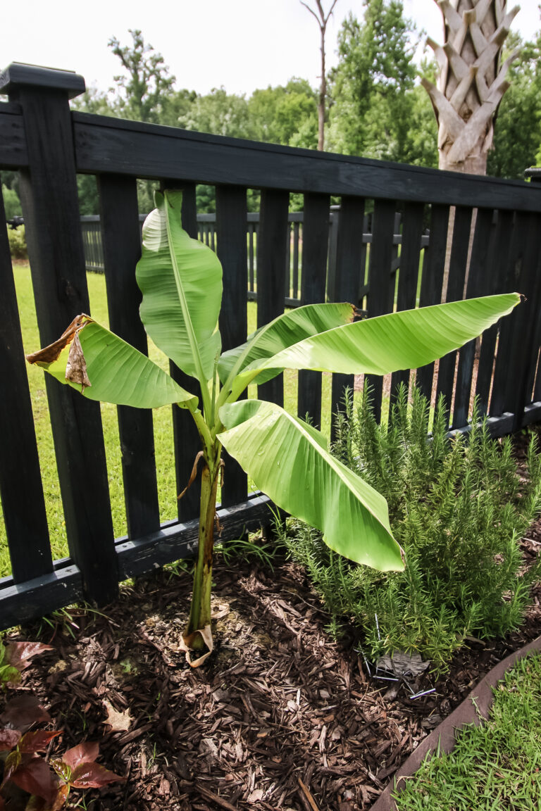 Blue java ice cream banana tree care guide - keep your plants alive