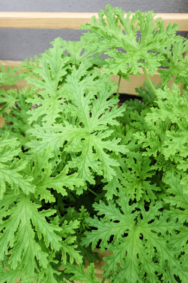 The complete citronella plant care guide - keep your plants alive