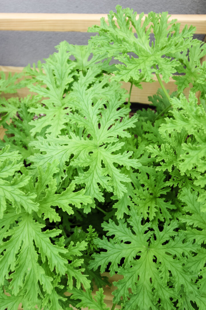 The complete citronella plant care guide - keep your plants alive