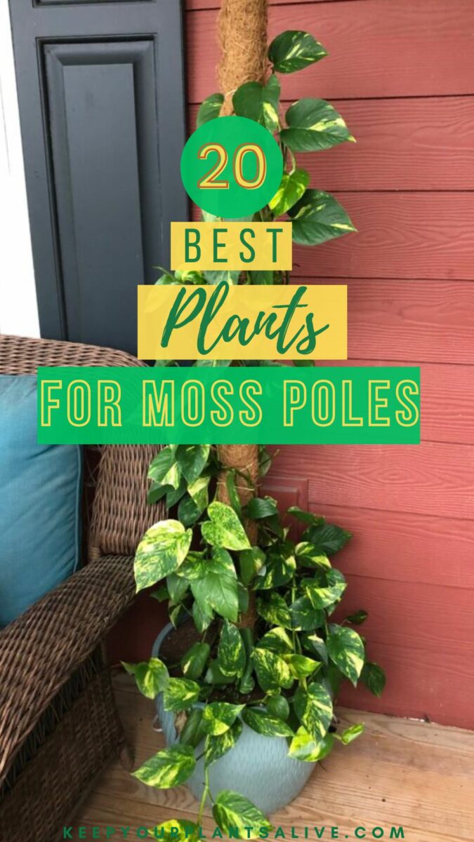 20 Best Houseplants for Moss Poles - keep your plants alive