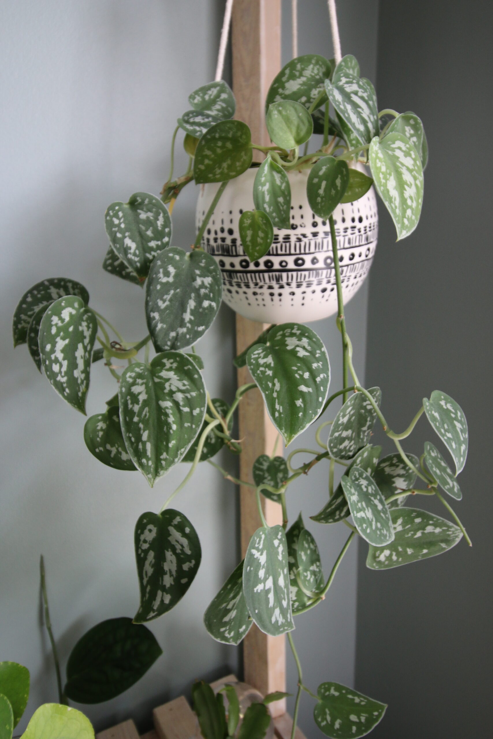 The complete satin pothos care guide - keep your plants alive