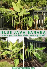 Blue java ice cream banana tree care guide - keep your plants alive