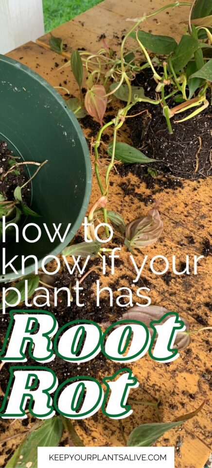 How do you know if your plant has root rot? - keep your plants alive