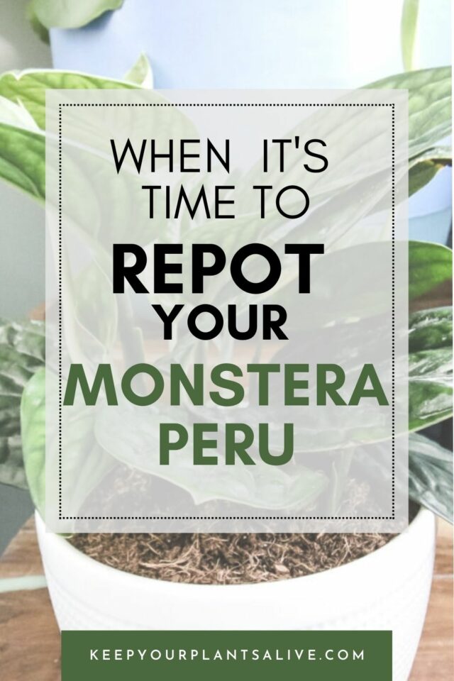How to repot a Monstera Peru - keep your plants alive