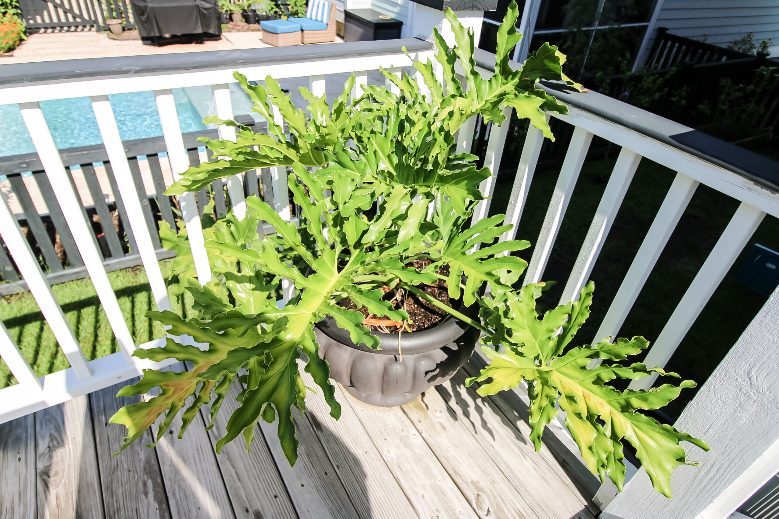 The complete philodendron selloum care guide - keep your plants alive