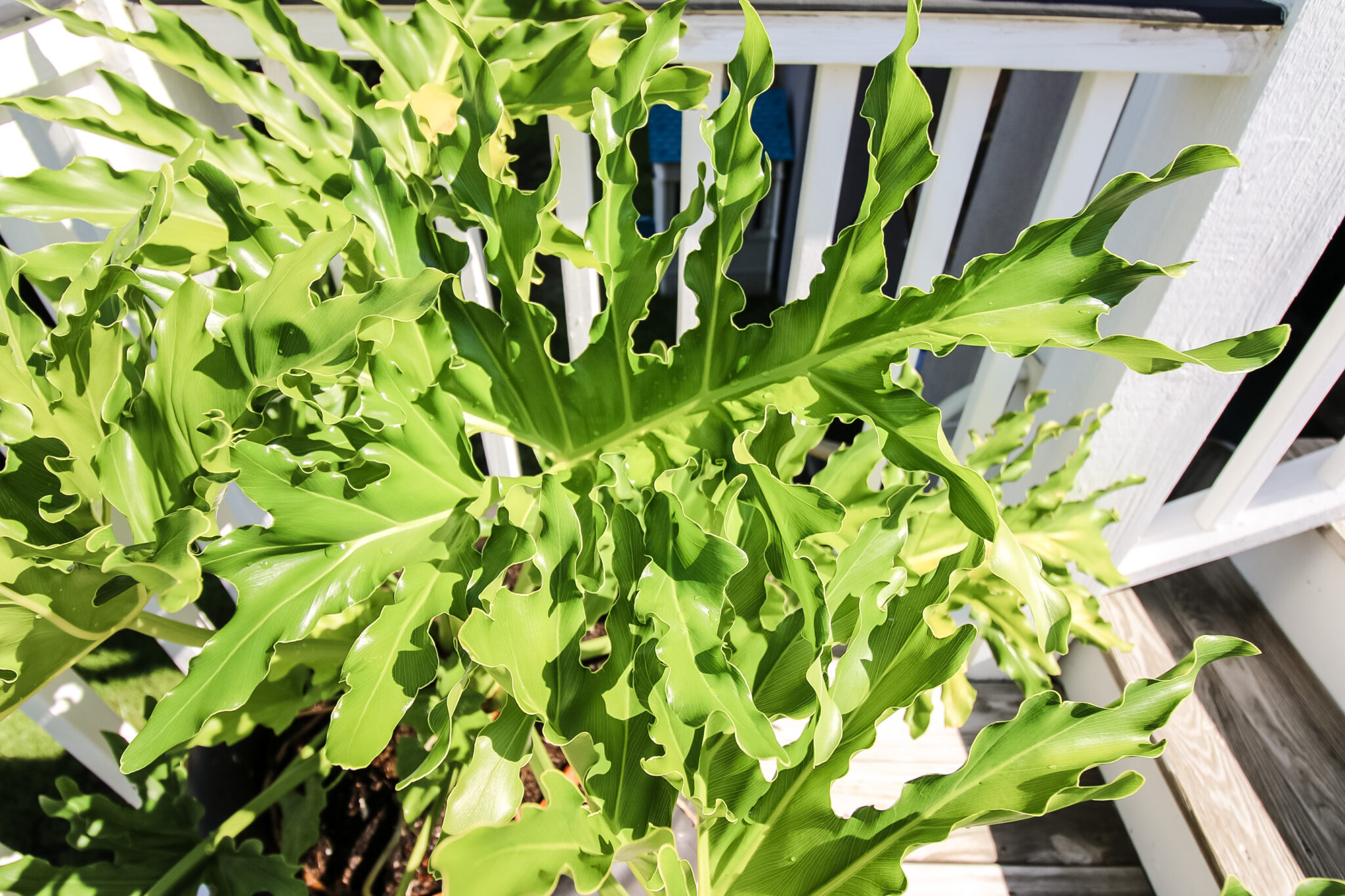 The complete philodendron selloum care guide - keep your plants alive