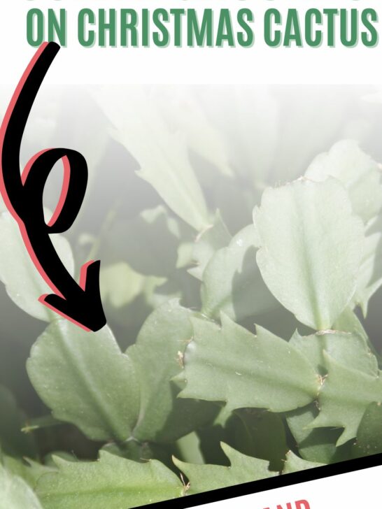 Common Christmas cactus problems and how to solve them - keep your ...