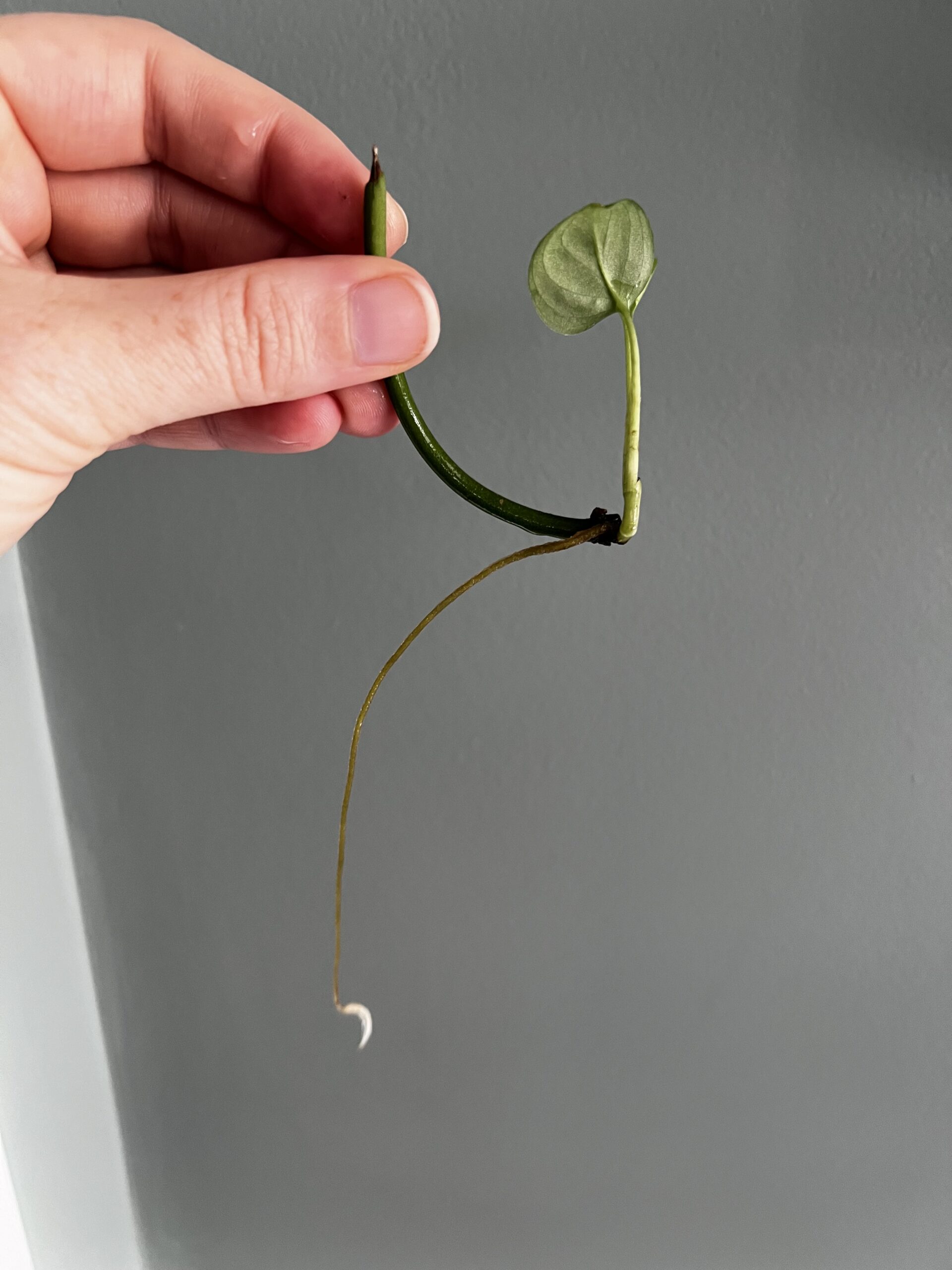 8 Things Everyone with a Pothos Plant Should Know - keep your plants alive