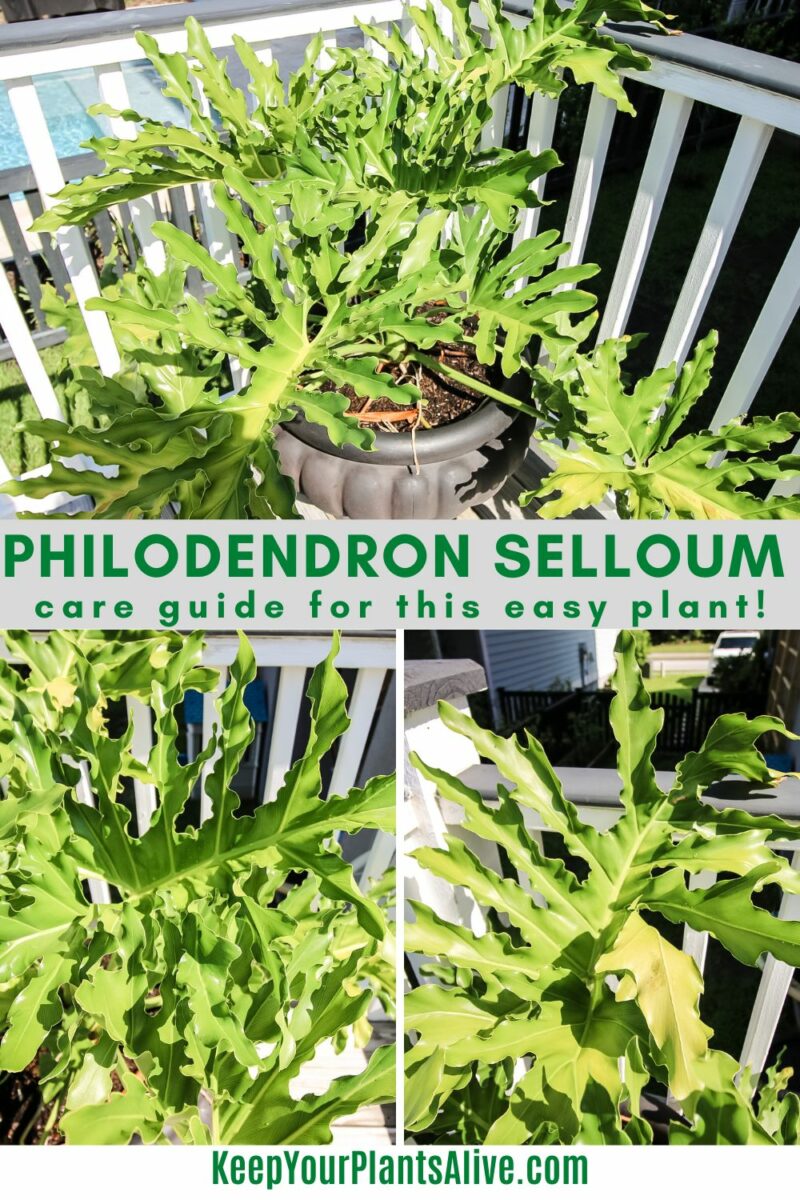 The Complete Philodendron Selloum Care Guide Keep Your Plants Alive