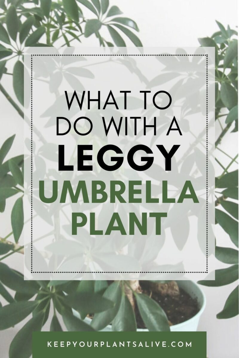 How to propagate an umbrella plant - keep your plants alive