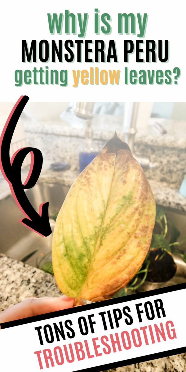 Why is my Monstera Peru getting yellow leaves? - keep your plants alive