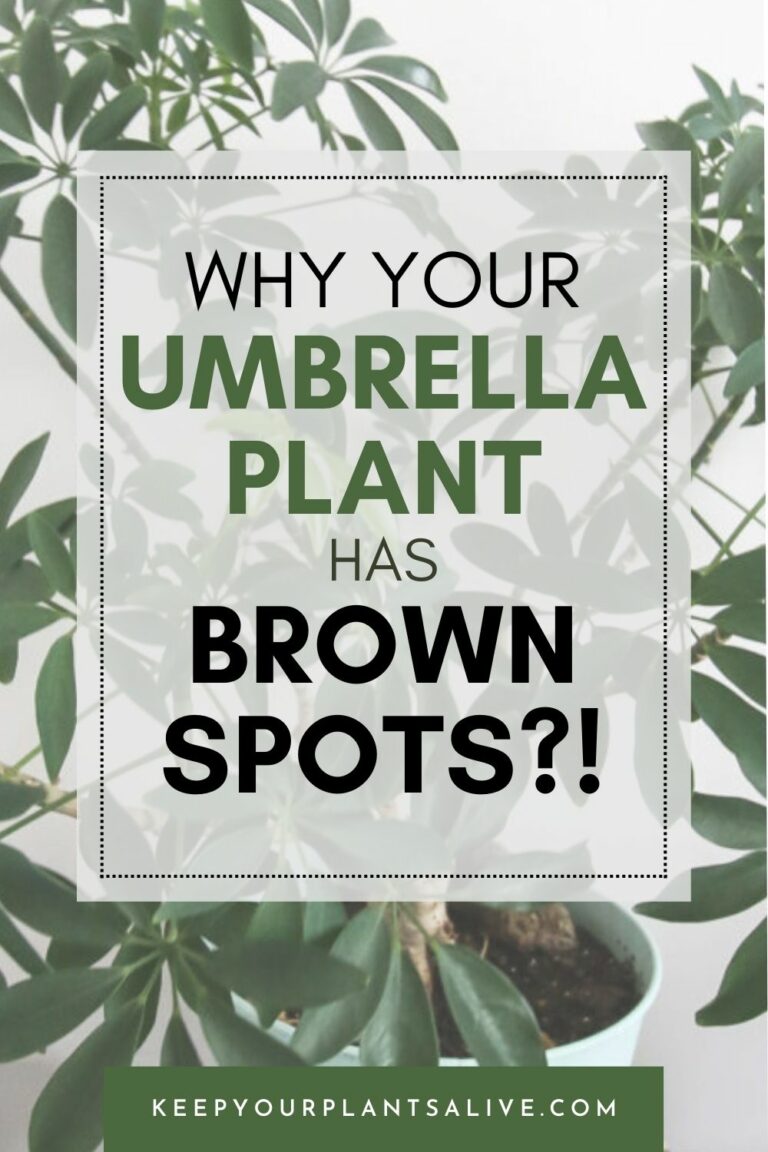 When to re-pot an umbrella plant - keep your plants alive