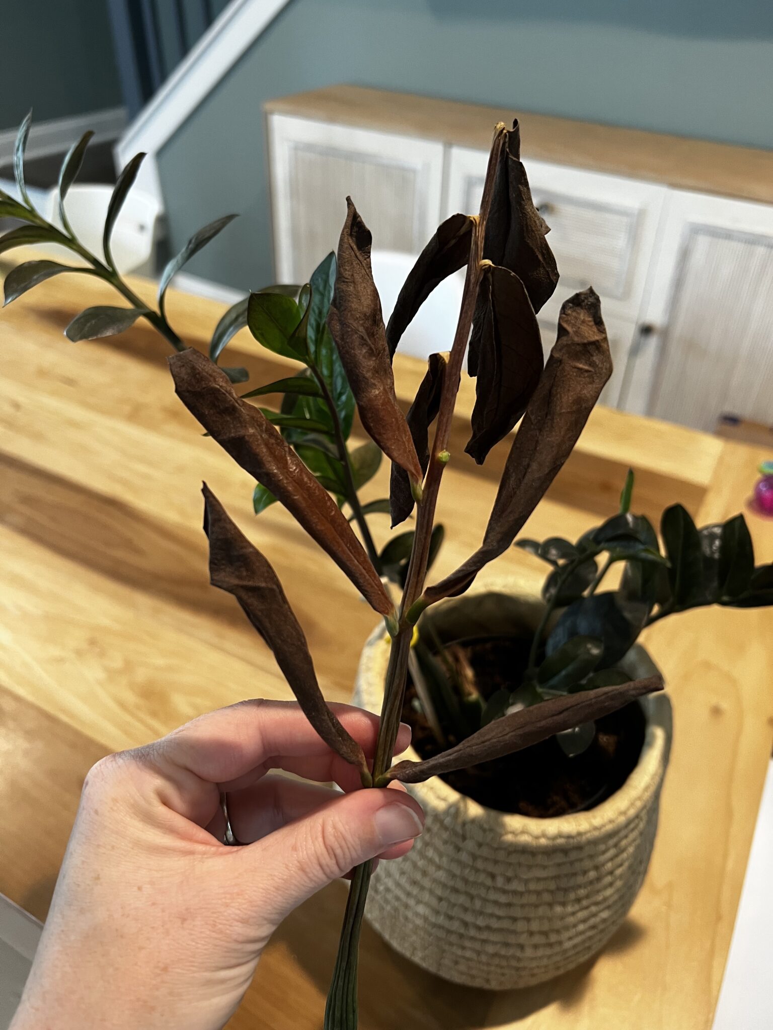 Why is my ZZ plant turning brown? - keep your plants alive