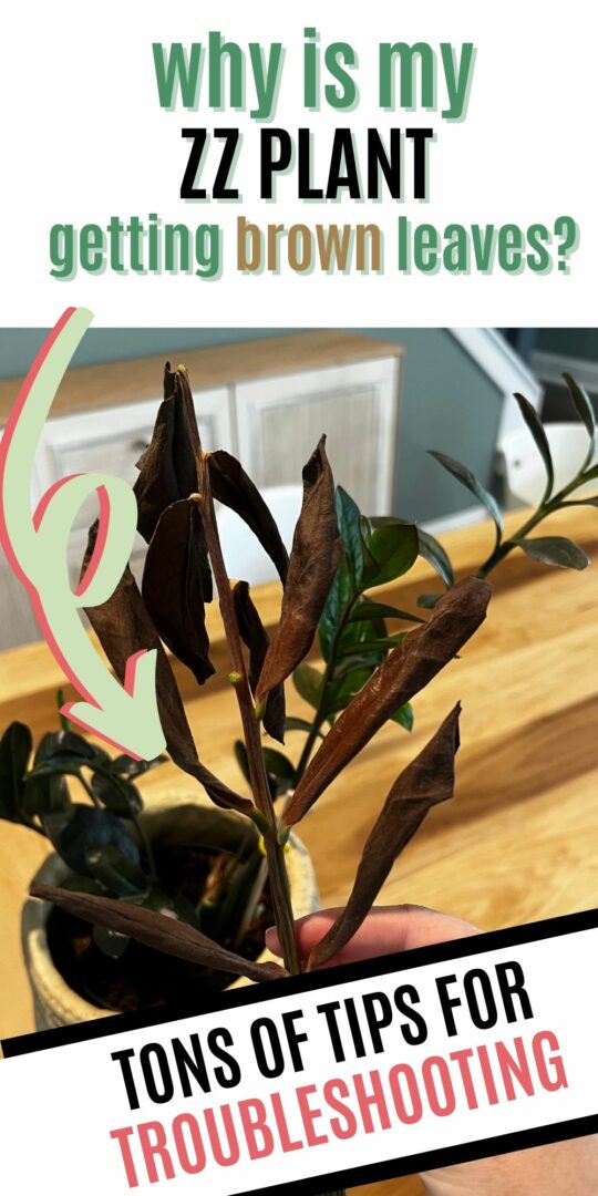 Why Is My Plant Turning Brown
