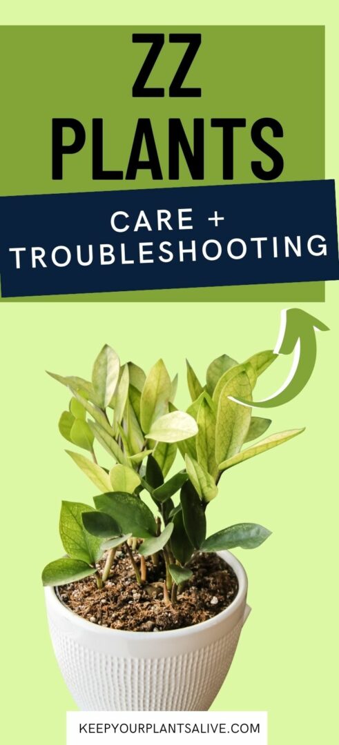 ZZ Plants: Everything you need to know - keep your plants alive