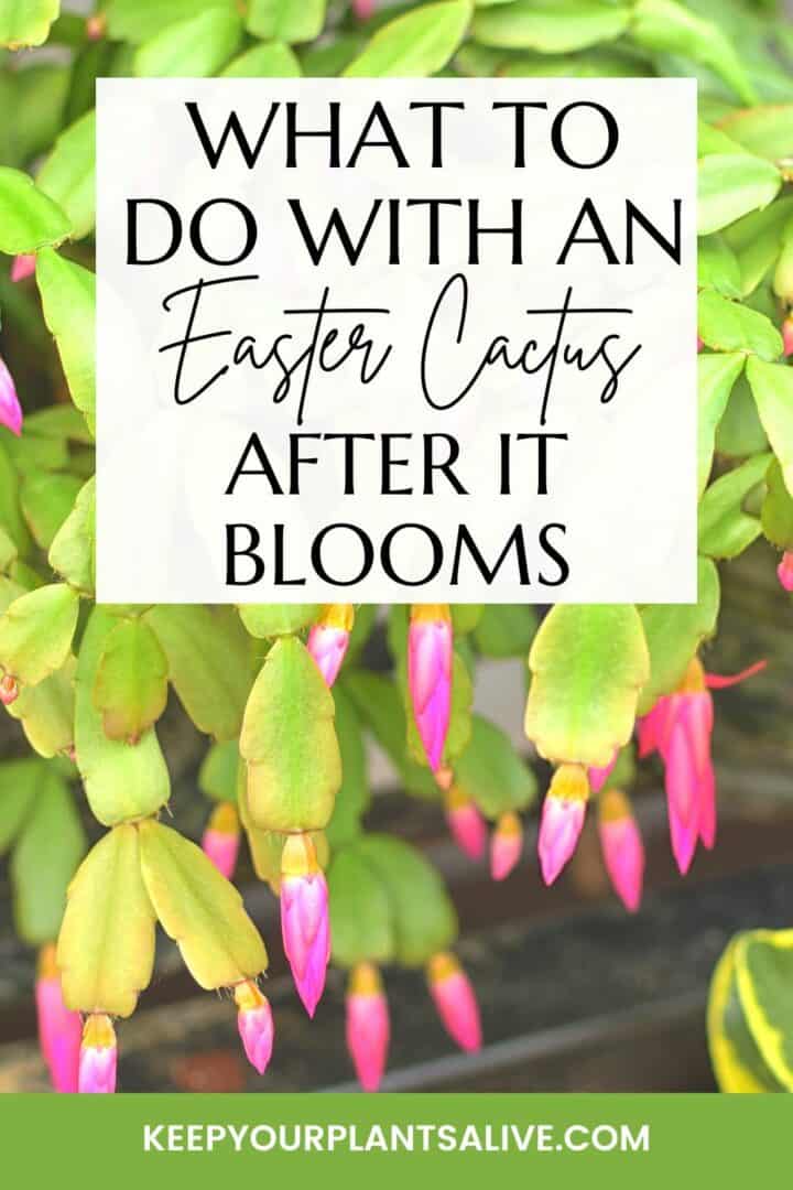 What to do after your Easter cactus blooms - keep your plants alive