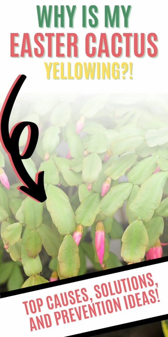 Why is my Easter cactus yellowing? - keep your plants alive