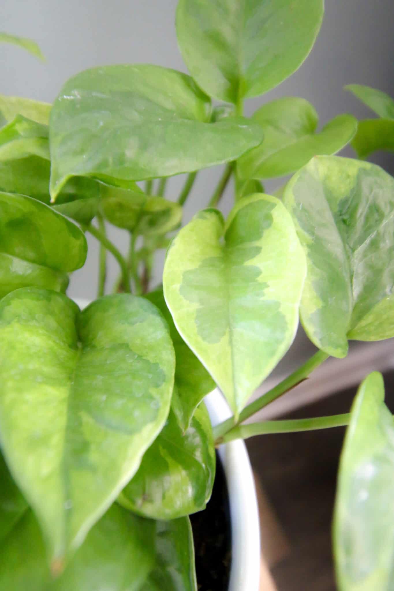 Lemon Meringue Pothos Care Guide - keep your plants alive