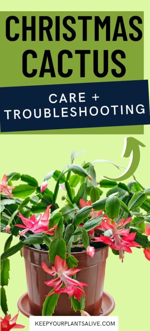 Christmas Cactus care: everything you need to know - keep your plants alive