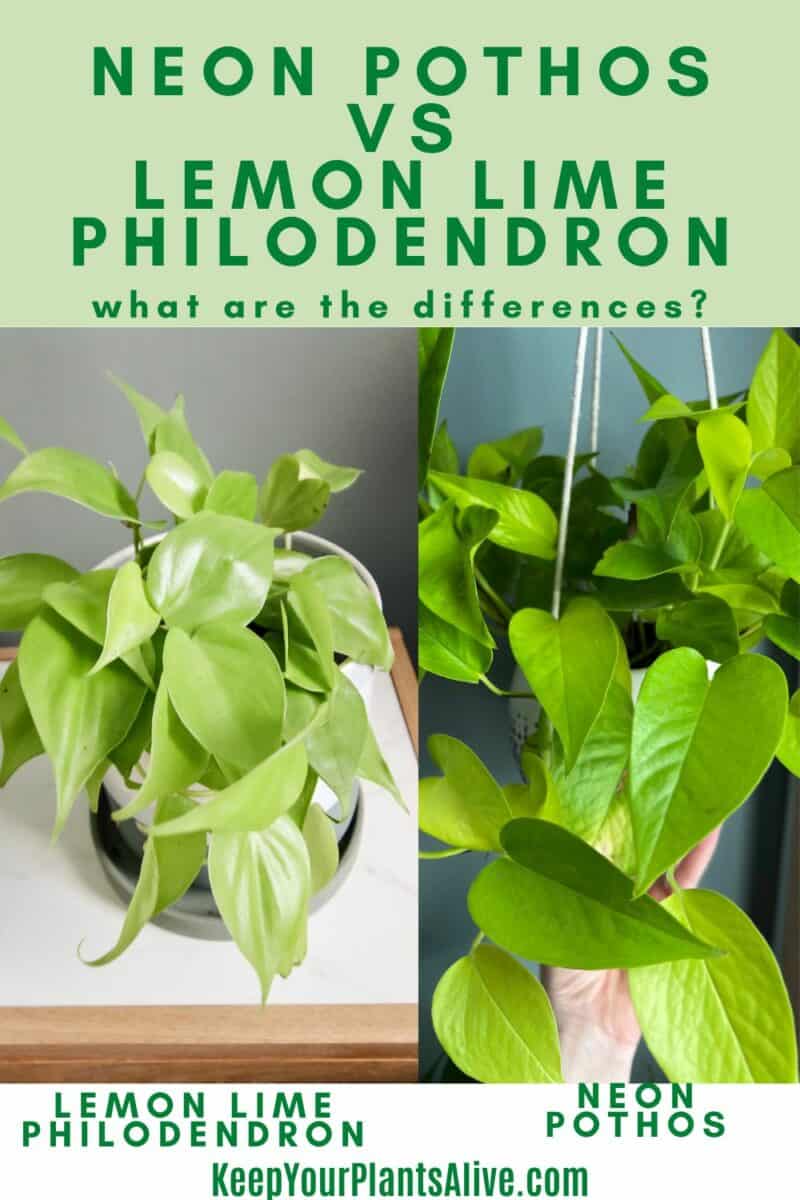 Lemon Lime Philodendron vs. Neon Pothos - keep your plants alive