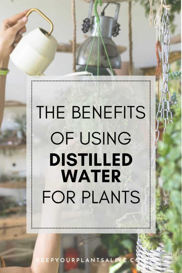 The Benefits of Using Distilled Water for Plants - keep your plants alive