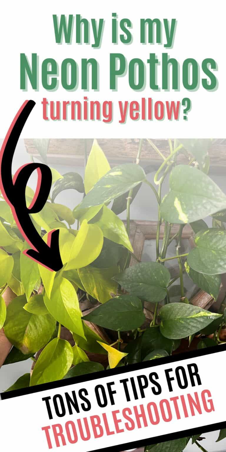 Why is my Neon Pothos turning yellow? - keep your plants alive