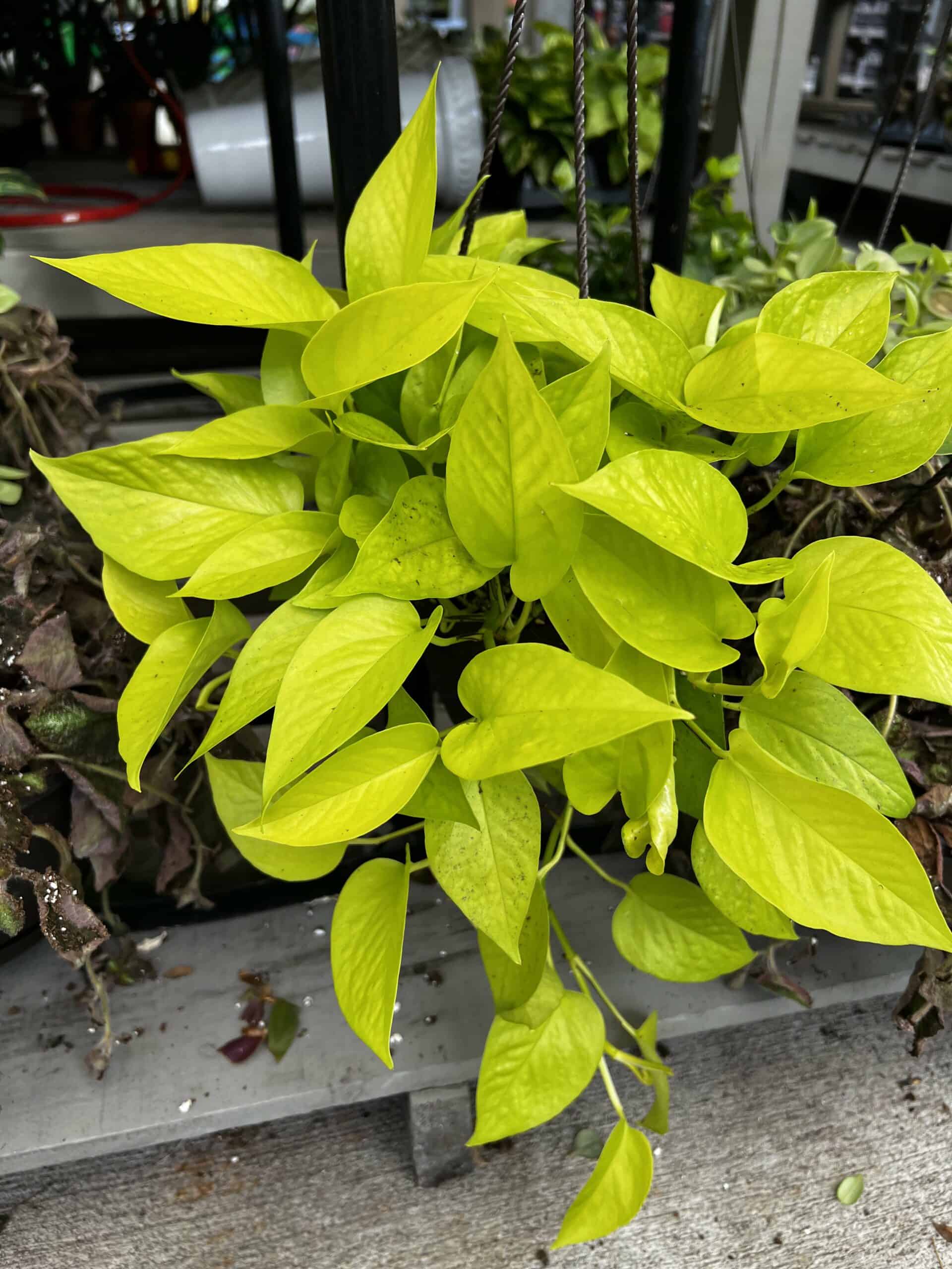 8 Things Everyone with a Pothos Plant Should Know - keep your plants alive
